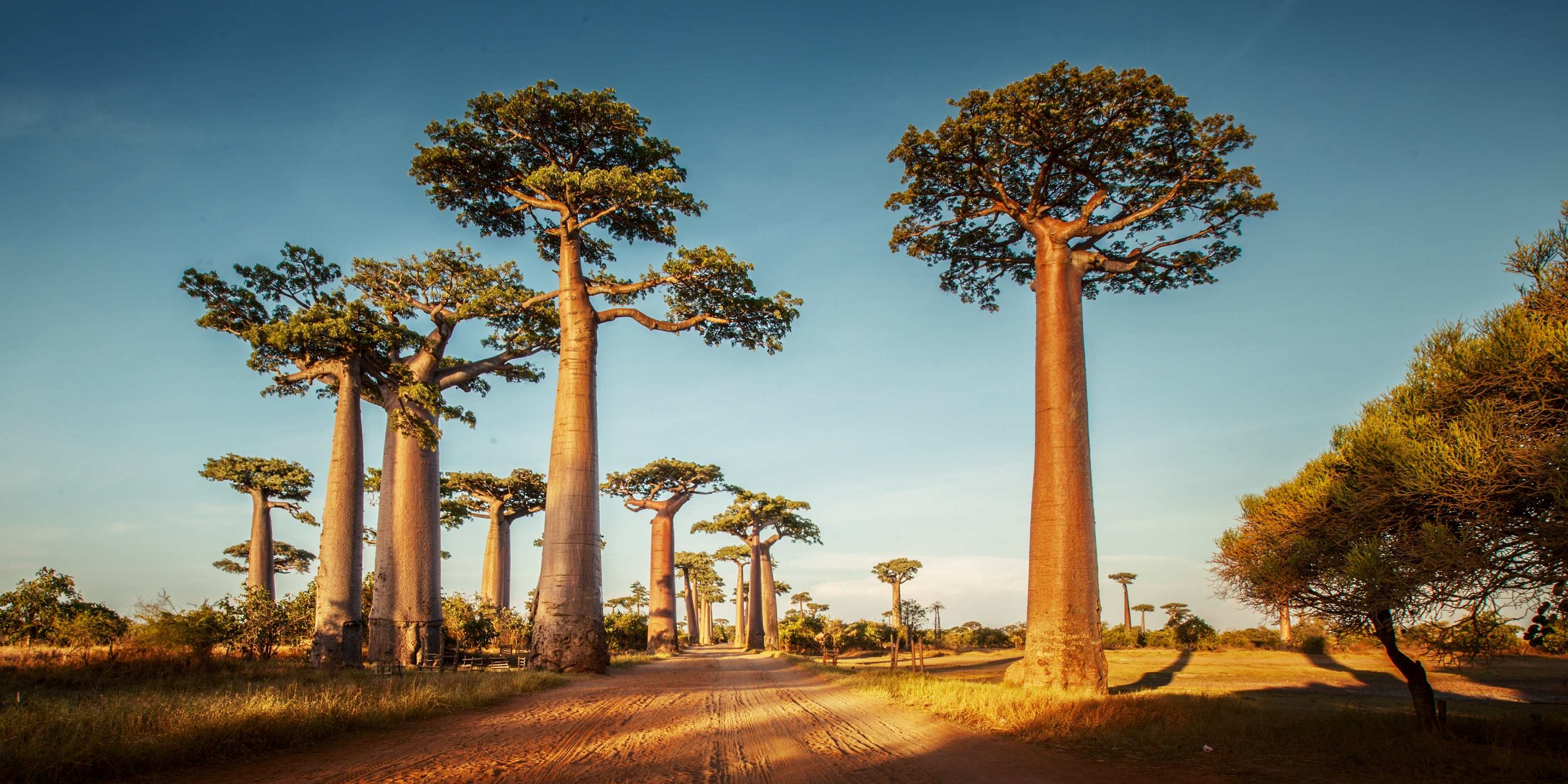 7 Pohon Terunik di Dunia