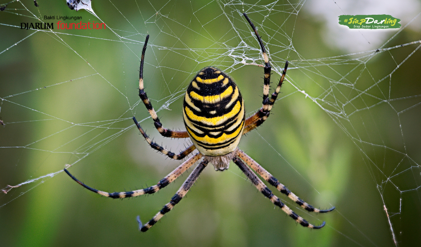 Laba-Laba Indonesia: Si Kecil yang Punya Banyak Manfaat!