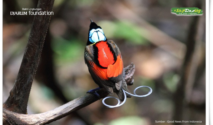 Cendrawasih Botak, Si Plontos Eksotis Penjaga Rimba Papua