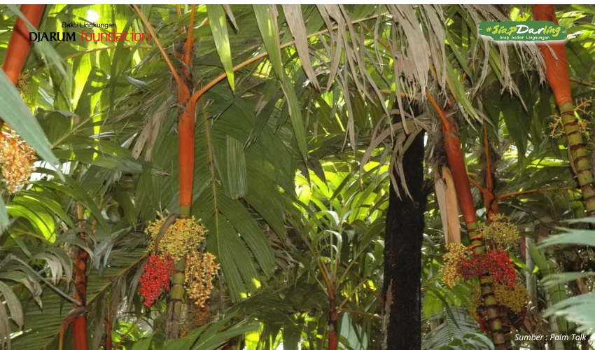 Pinang Yaki, Pohon Stylish dari Hutan Sulawesi yang Nggak Cuma Cantik!